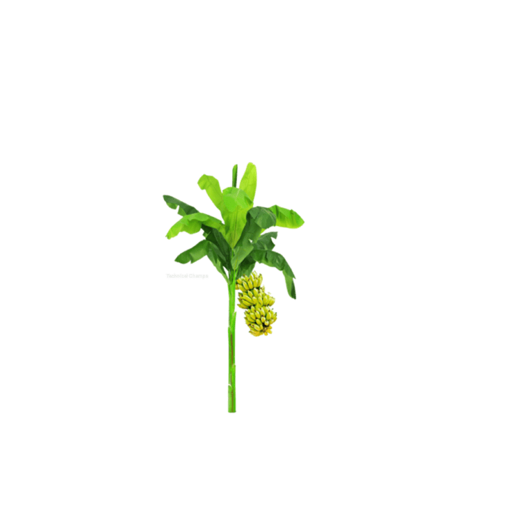 Banana plant png transparent images