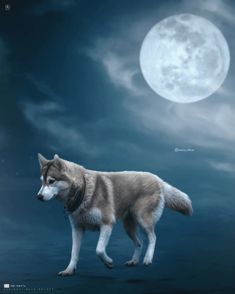 Wolf photoshop photo editing background