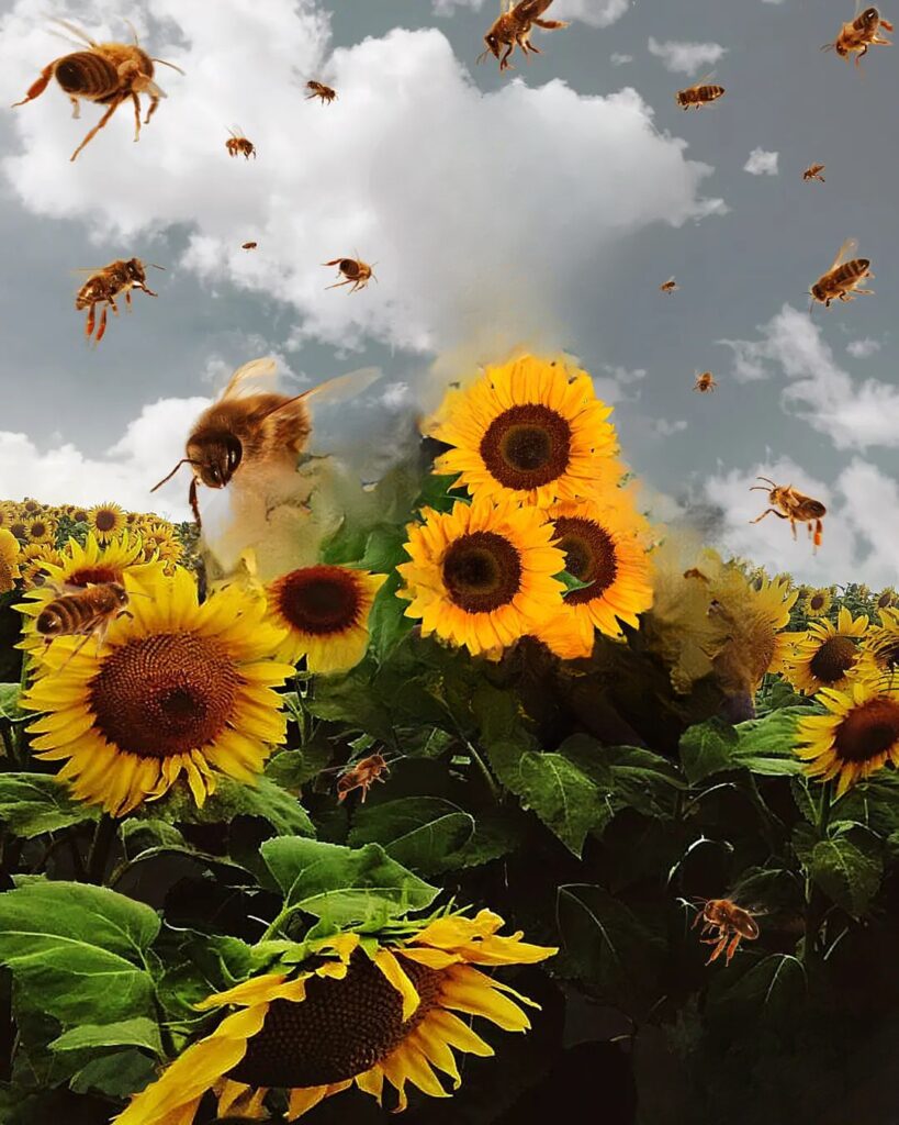 Sun flowers hd editing background