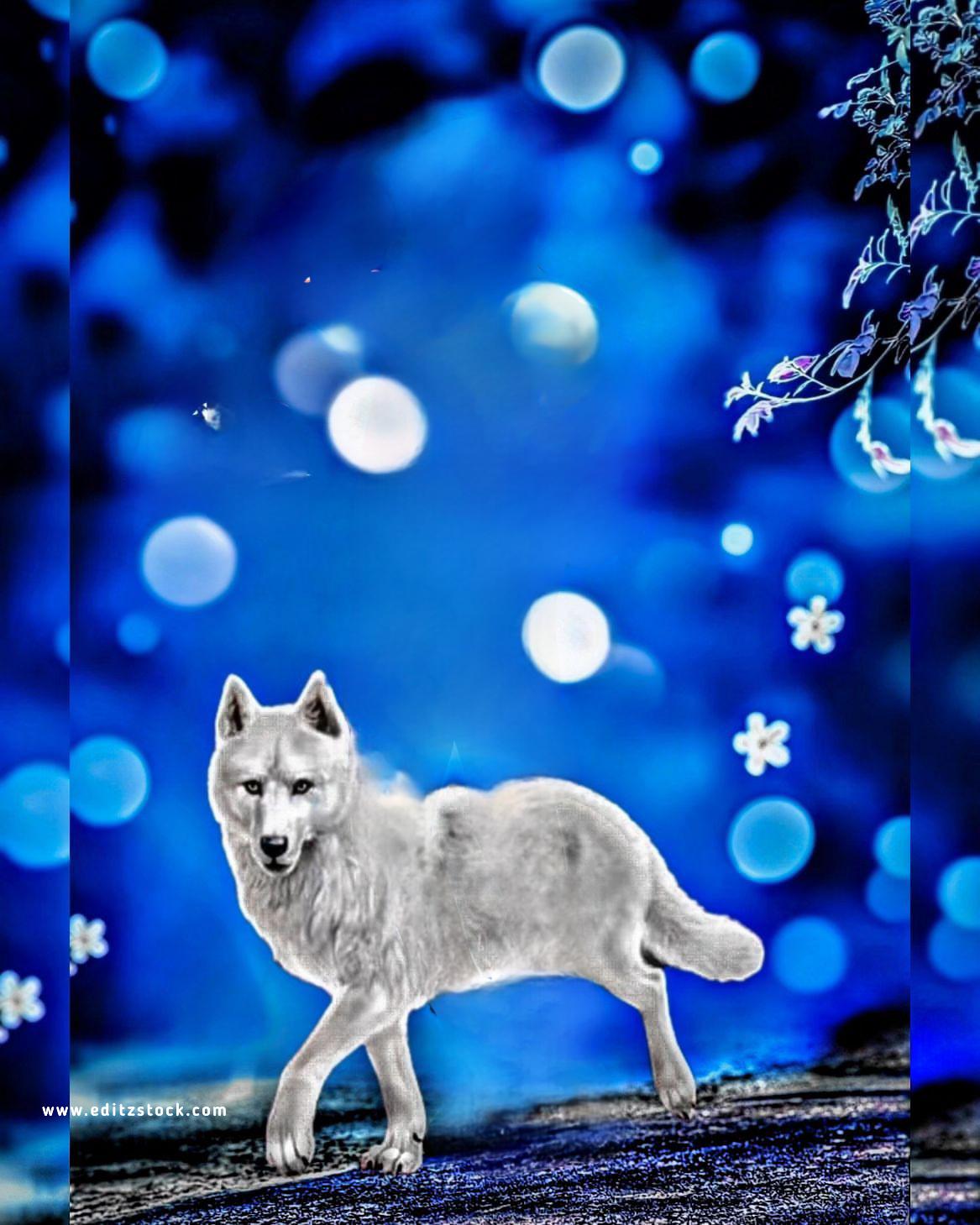 Wolf CB Editing ackground 4k Facecut