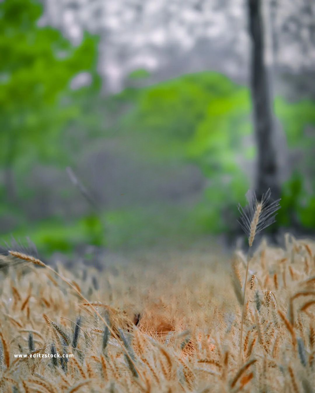 Gehu Free Hd Photo Editing Background Images